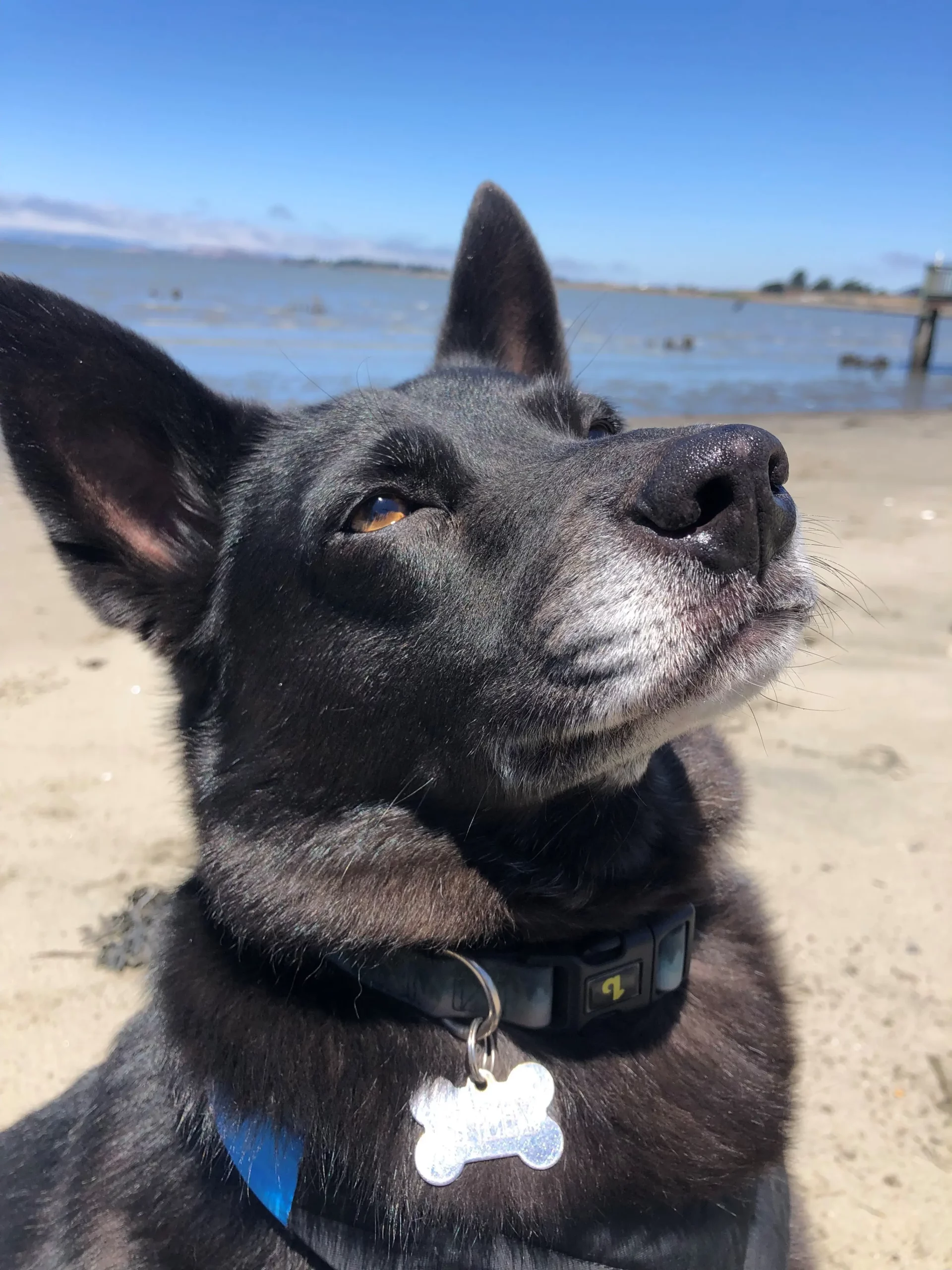 How ImmunoMod-A Helped My Dog’s Eye Inflammation Go From Goopy to ...