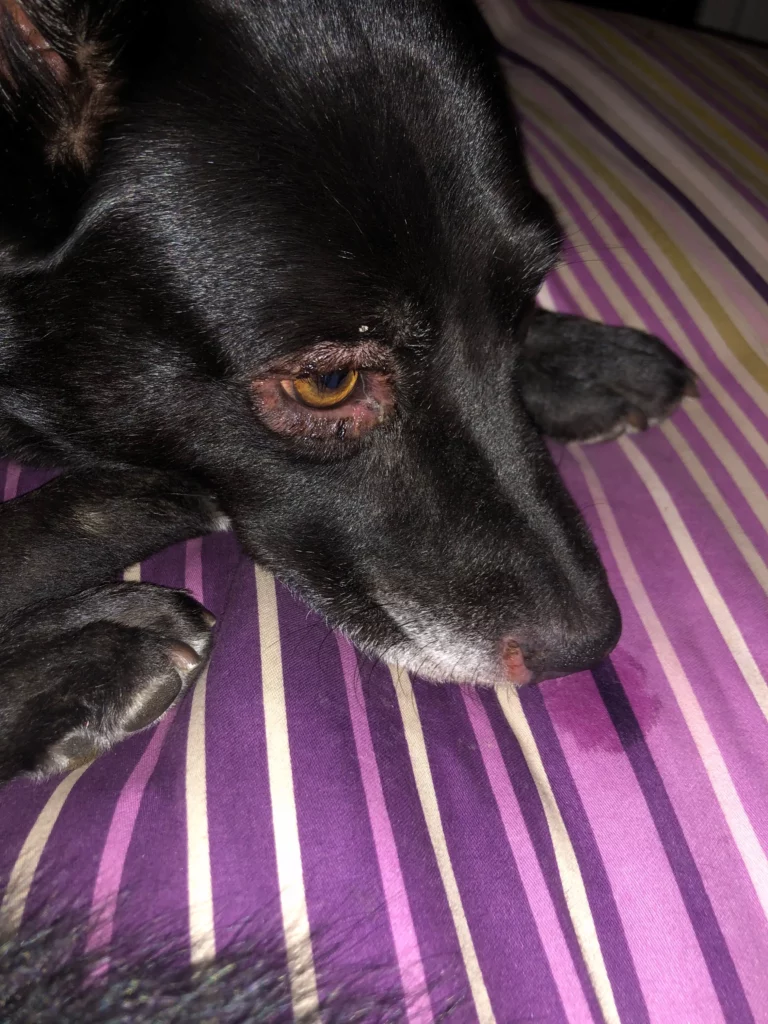 How ImmunoMod-A Helped My Dog’s Eye Inflammation Go From Goopy to ...